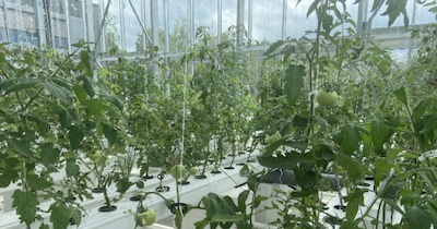 Le circuit court pousse aussi sous serre